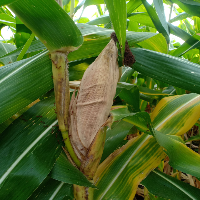Corndetection Object Detection Dataset By Corn
