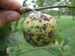 Damage Apple dataset Object Detection Model by twst