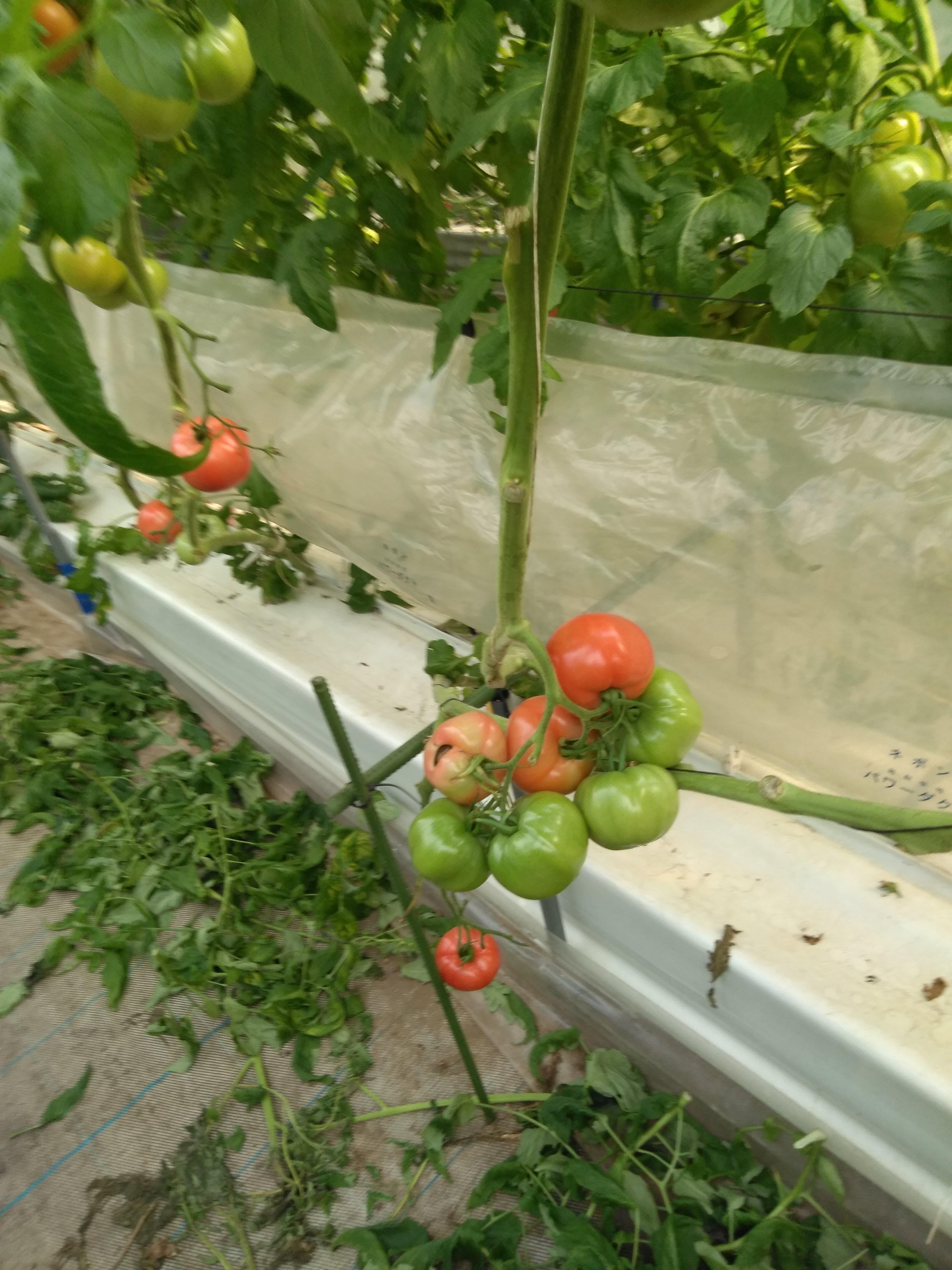 train_toamto Object Detection Dataset by Argiculture and Forest University