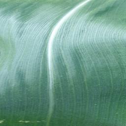 Maize Leaf Health Detection Object Detection Dataset by INTI International College