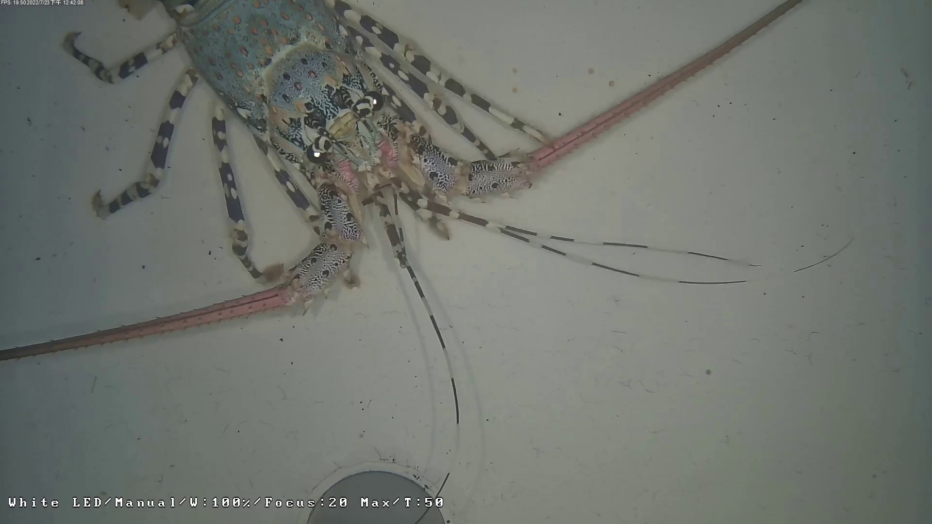 Lobster Object Detection Dataset by Ornatushomoruslongipes