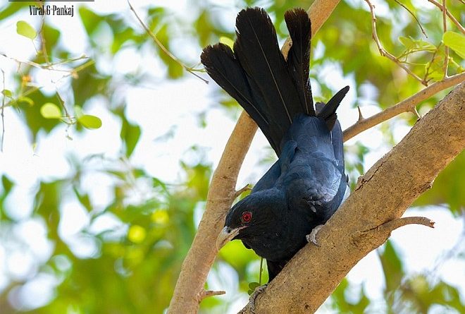 Birds Object Detection Model by arpaphat