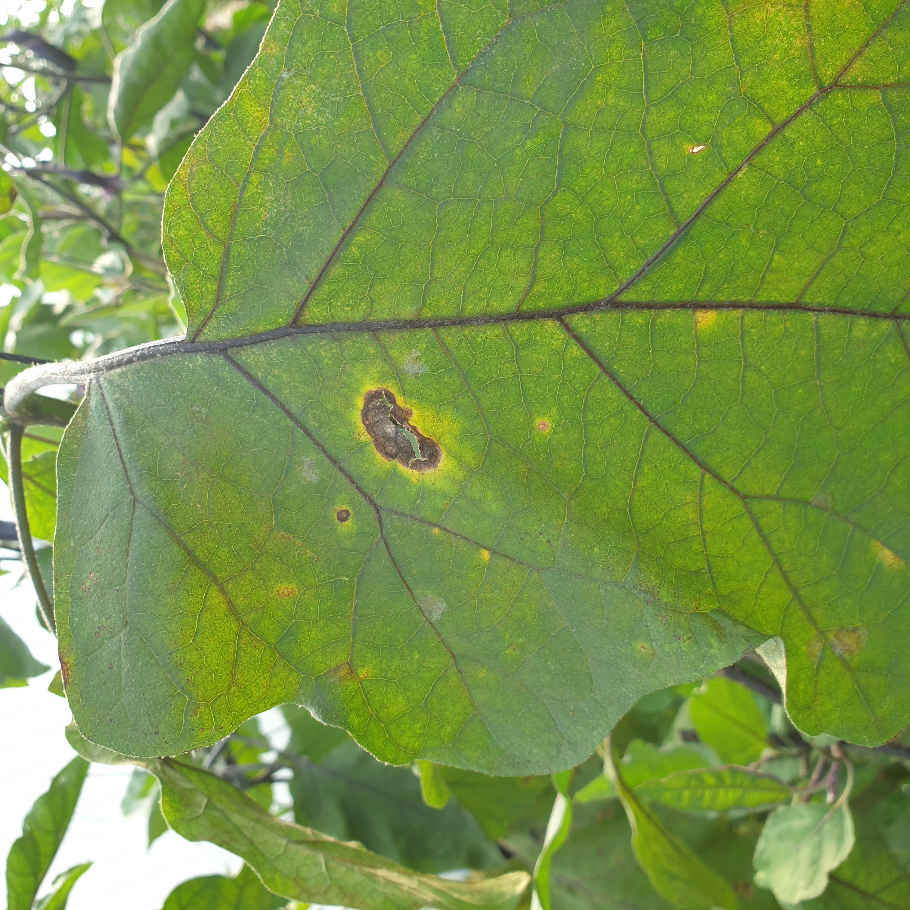 Egg Plant Object Detection Model By Eggplant