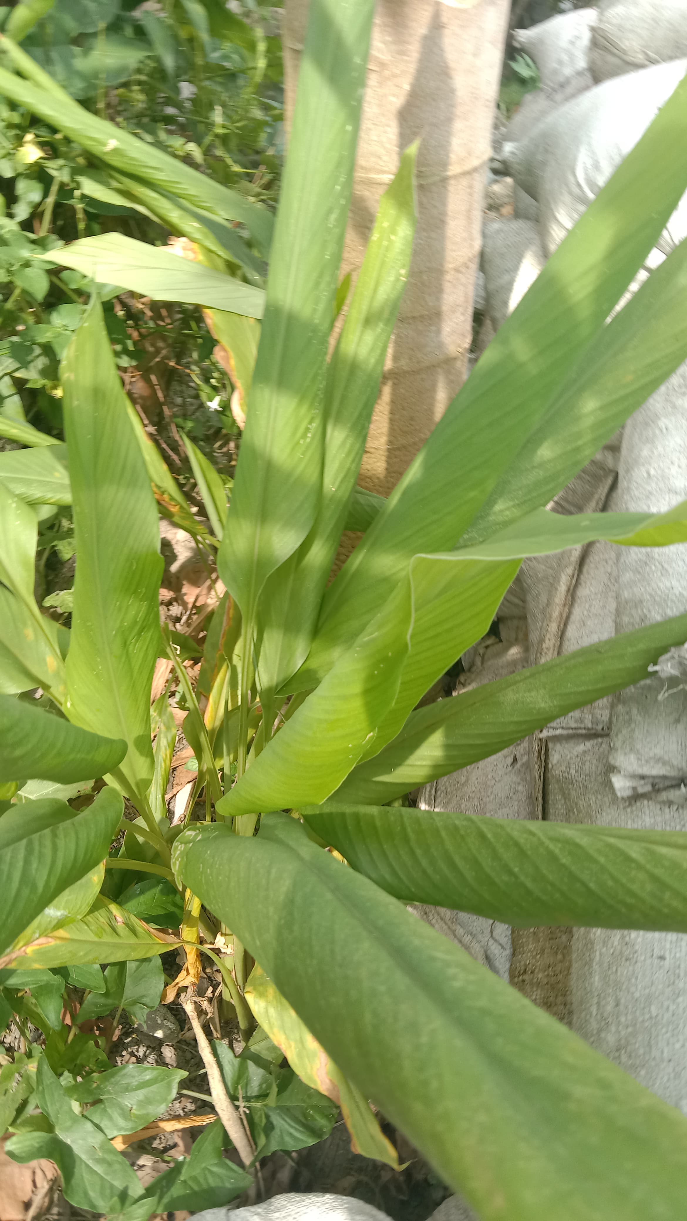 Object Detection Herbal Plant Object Detection Dataset And Pre