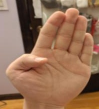 Palm_detection Object Detection Model by Viz