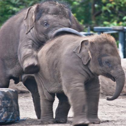 elephants Object Detection Dataset and Pre-Trained Model by elephantdetection