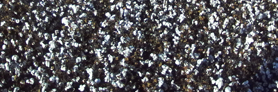 My First Project Instance Segmentation Dataset by cotton