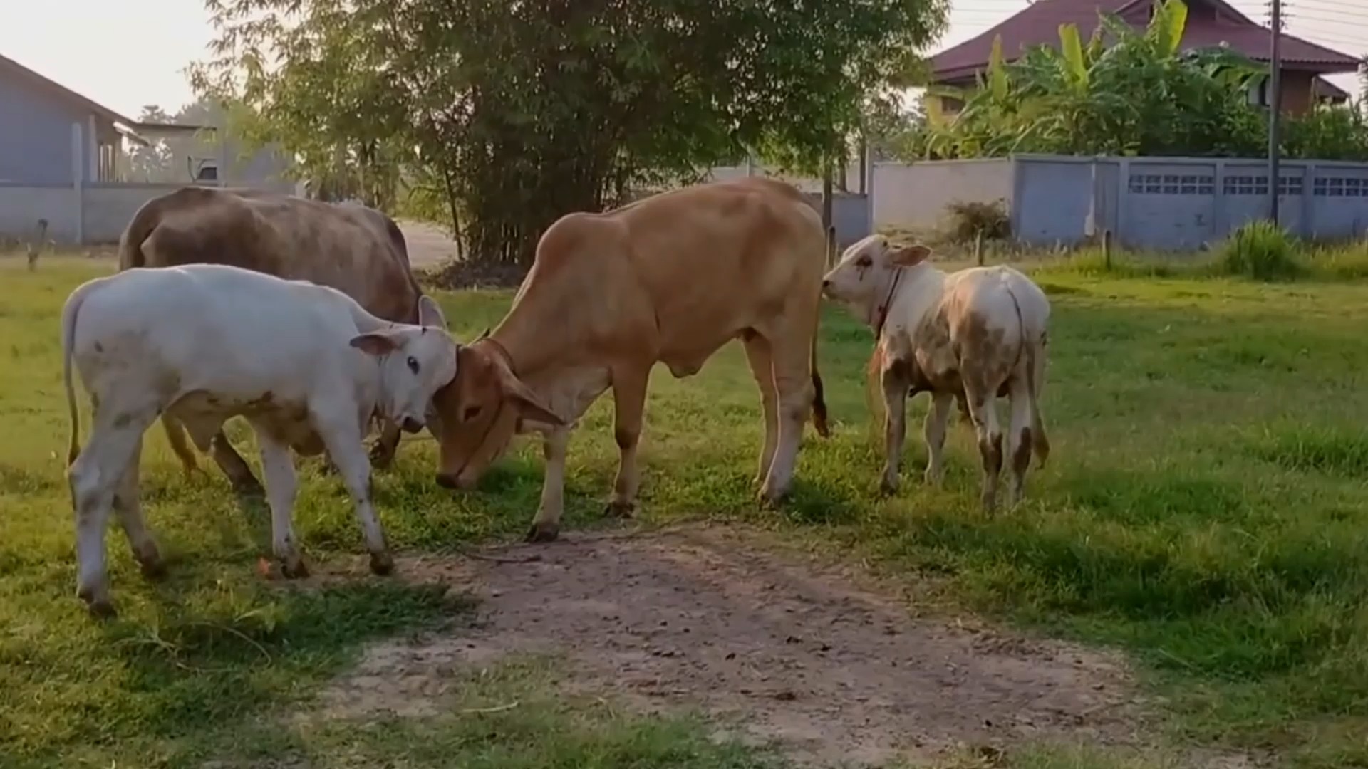 cow Object Detection Dataset by Project