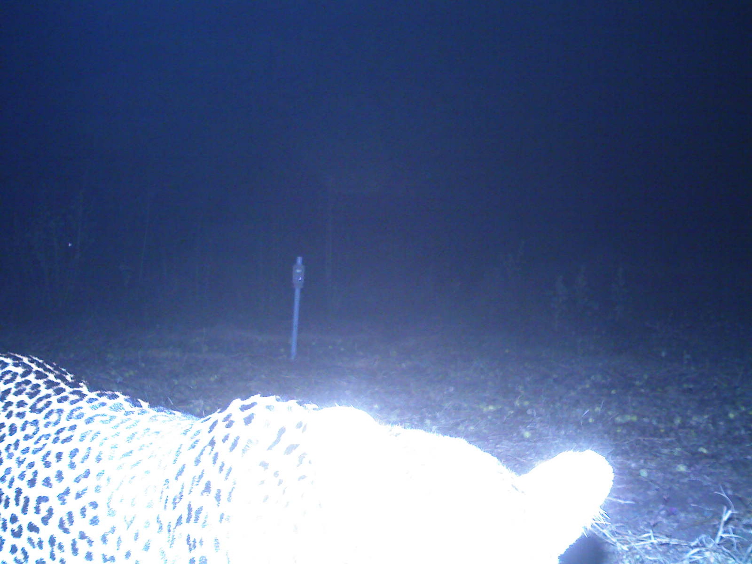 leopard Object Detection Dataset by Z Filho