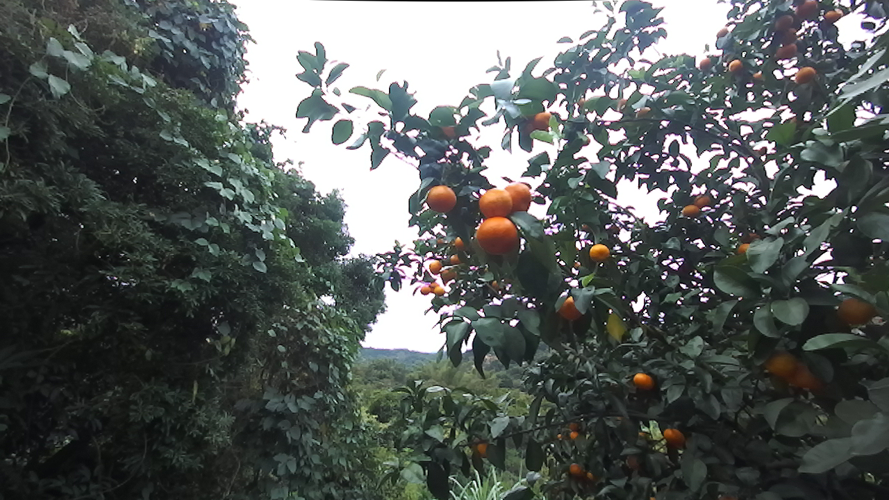 Orange Occlusion Dataset Instance Segmentation Dataset And Pre Trained Model By Canerbeldek