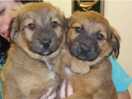 dog detect Object Detection Model by DogDect