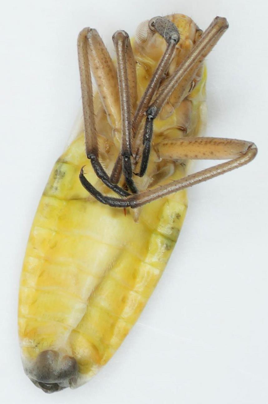 Insect Ai Instance Segmentation Model by Nature Conservation