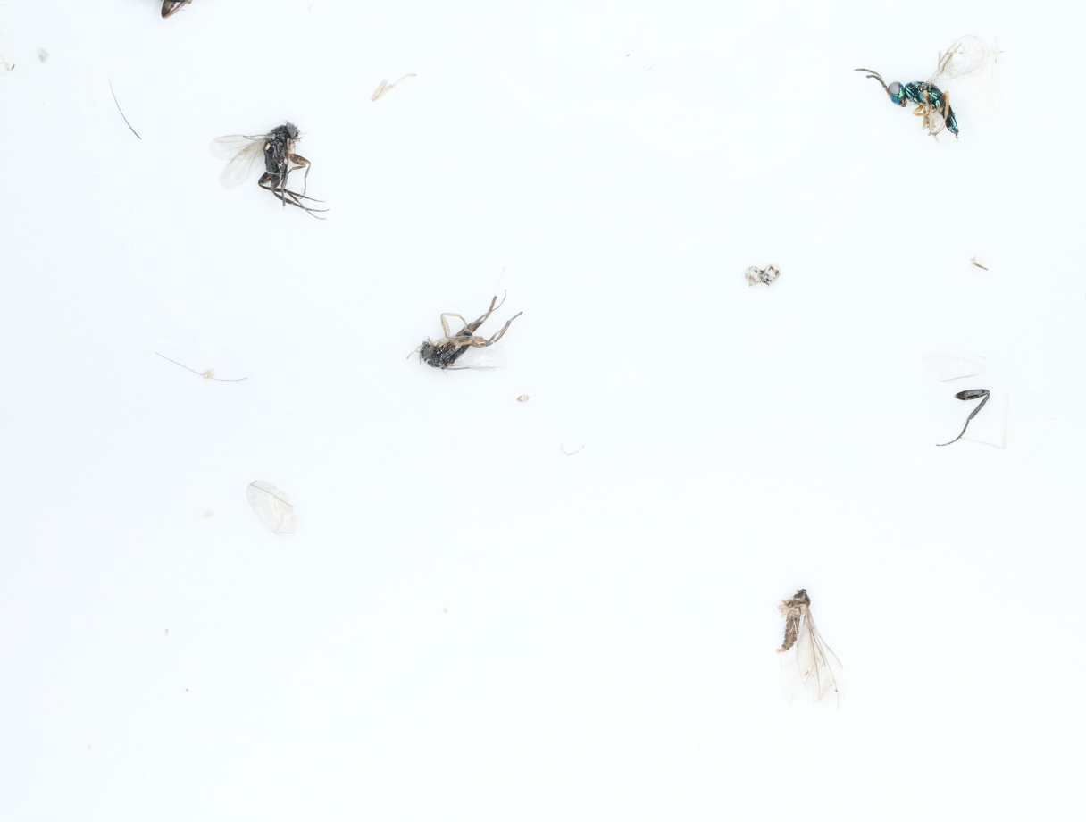 Needle Object Detection Dataset By Nature Conservation