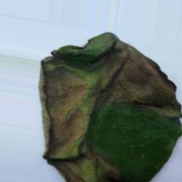 potato Classification Dataset and Pre-Trained Model by ai