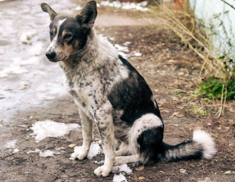 Animal_mm_environment Object Detection Dataset and Pre-Trained Model by ...