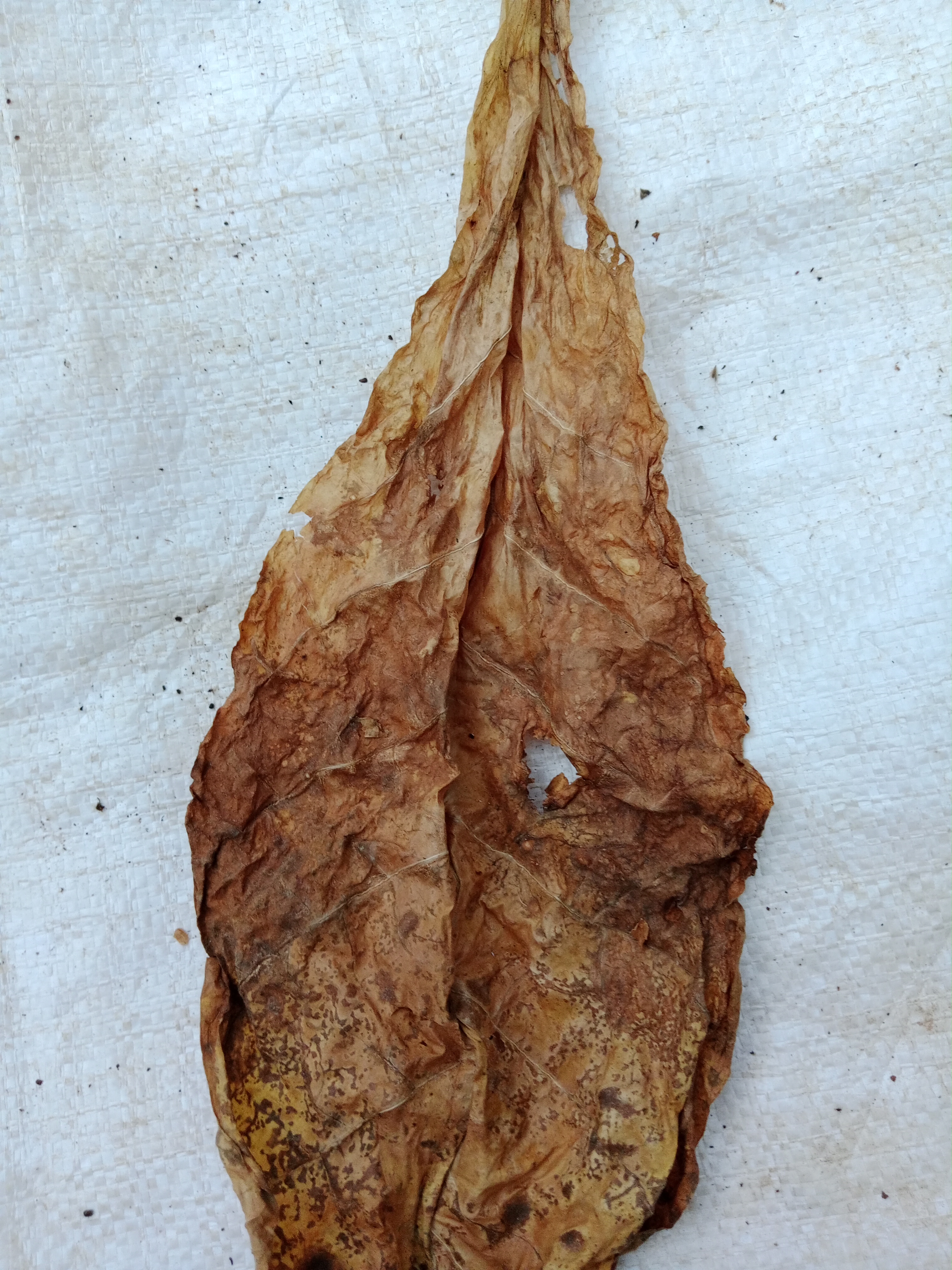 tobacco quality Classification Model by tobacco quality