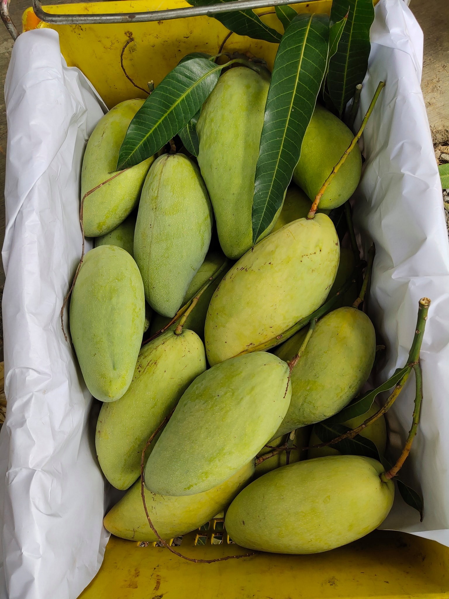 mango barracuda เทส Object Detection Dataset and Pre-Trained Model by Mango