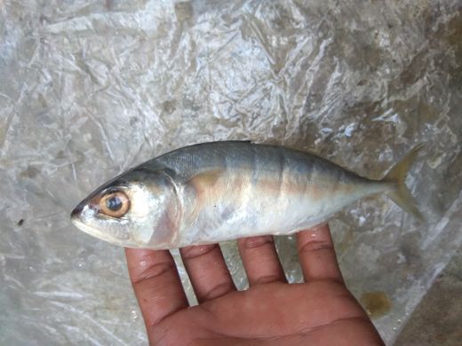 Rastrelliger faughni Object Detection Dataset by fish