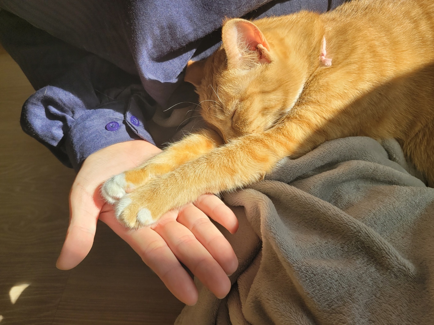 ang Instance Segmentation Dataset and Pre-Trained Model by mbc ai