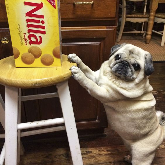 White mops Object Detection Dataset by karina2556