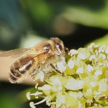 insect detection Object Detection Dataset by sahar