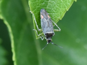Calocoris_trivialis Object Detection Dataset by sahar