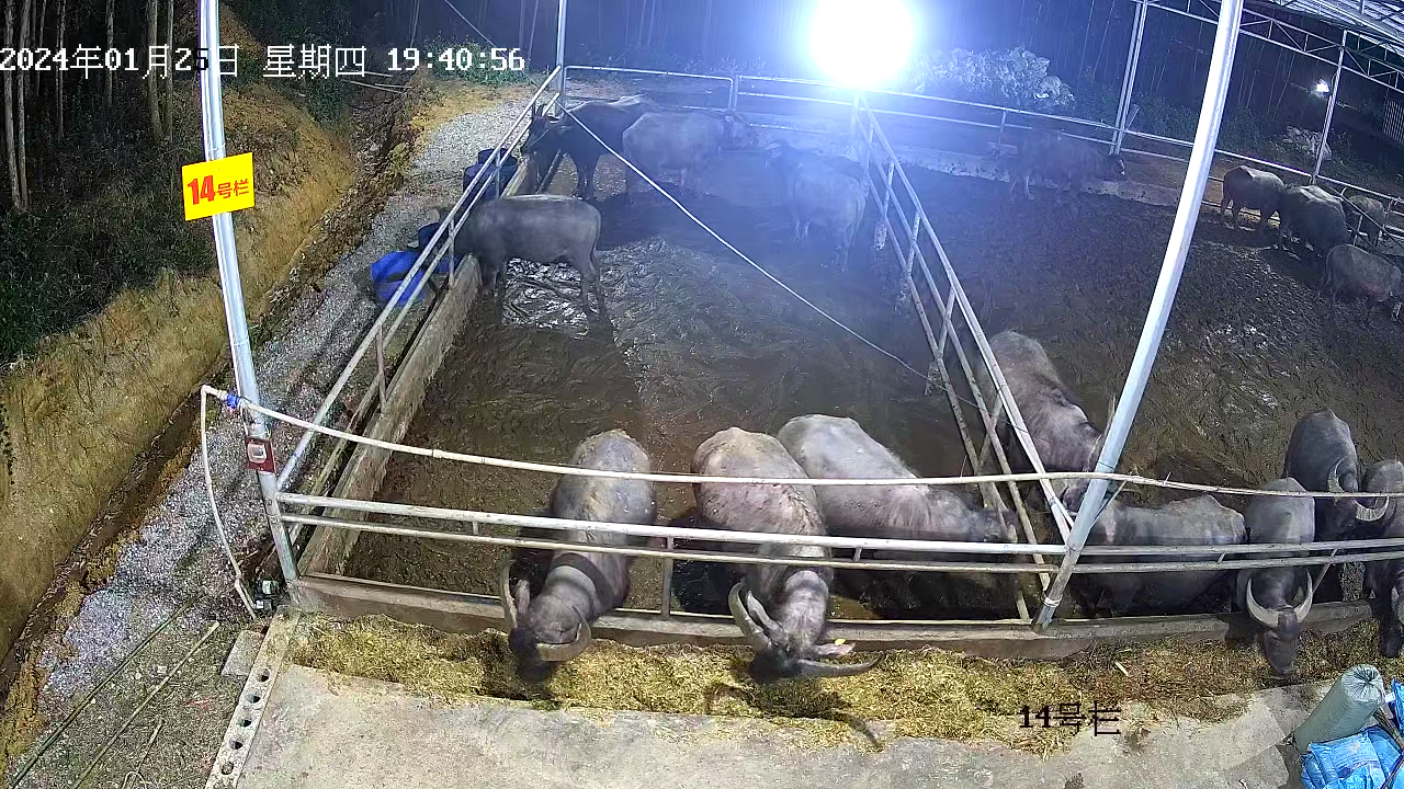 cow Object Detection Dataset and Pre-Trained Model by project-4ud2w