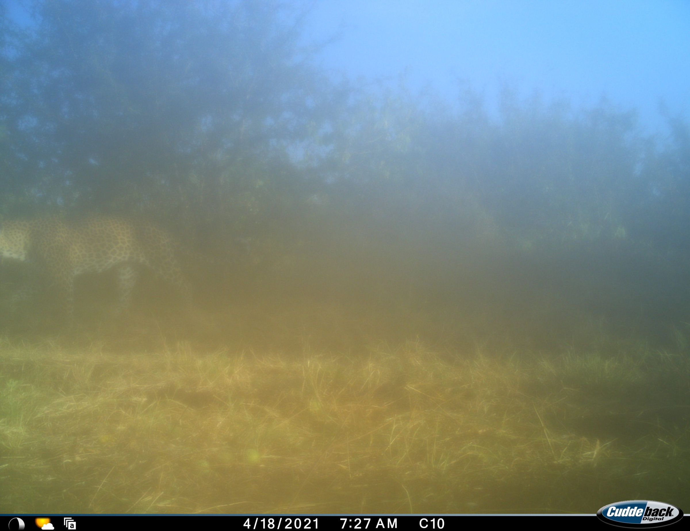 leopard_id_dataset Object Detection Dataset by Madhusudan Hegde