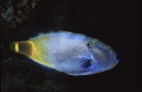 How to Use the Underwater Fish Classification Instance Segmentation API