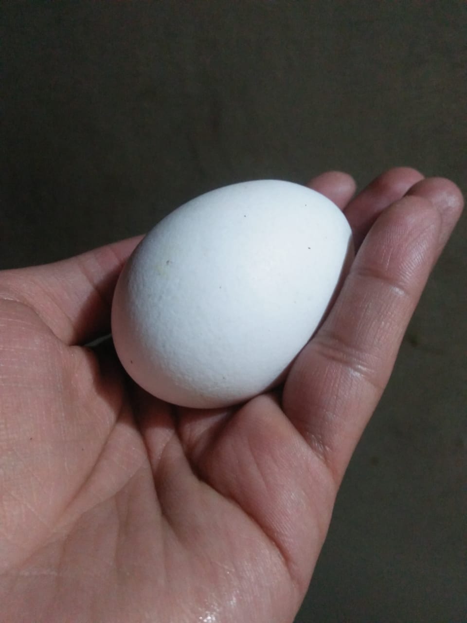 egg Classification Model by Fire