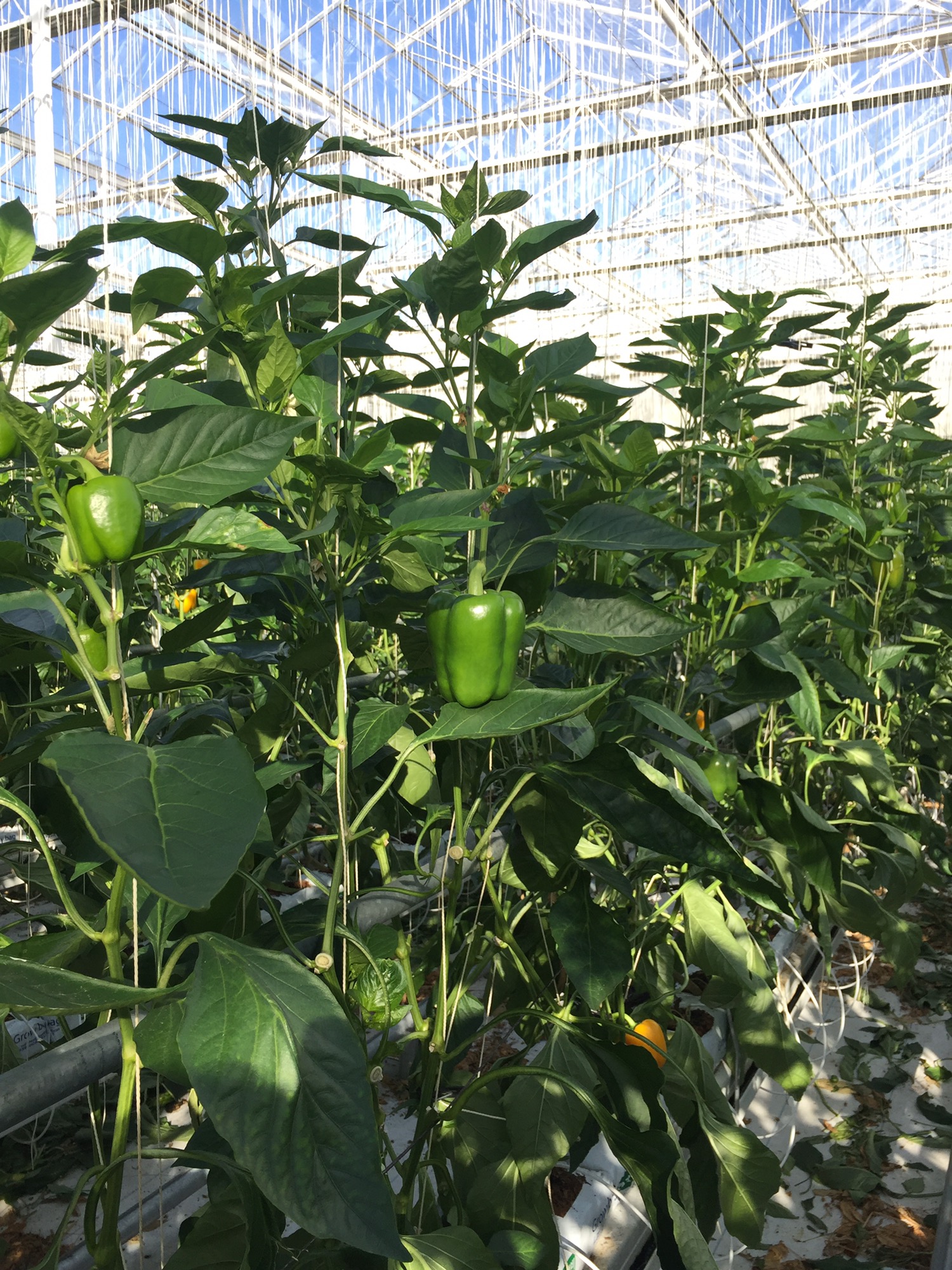 How to Use the sweet-pepper-detect Object Detection API