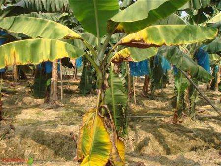 banana-annotation-yolo Object Detection Dataset by Henry Koh