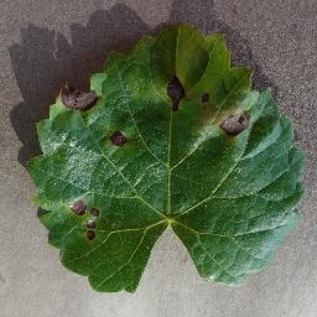 Diseases Object Detection Dataset By Tfg