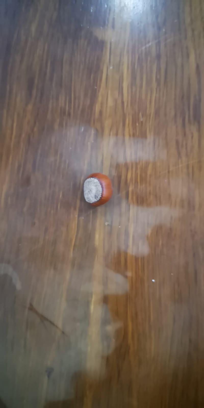 Hazelnut Detection Object Detection Dataset By Teknofest Hbal