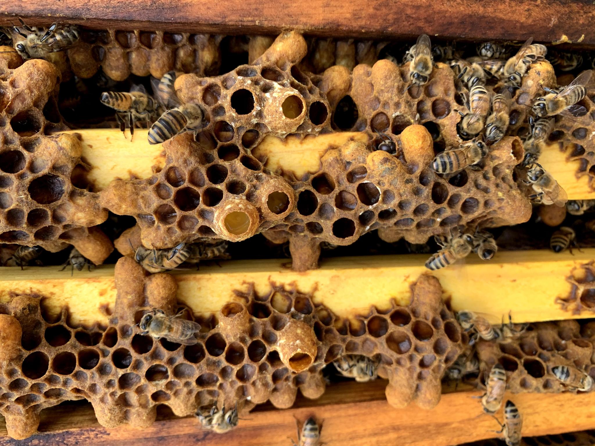 brood-health Object Detection Dataset by AYANNI