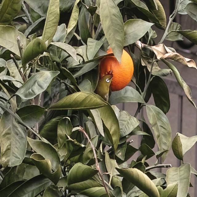 Fruits Detect Object Detection Dataset And Pre Trained Model By Poons