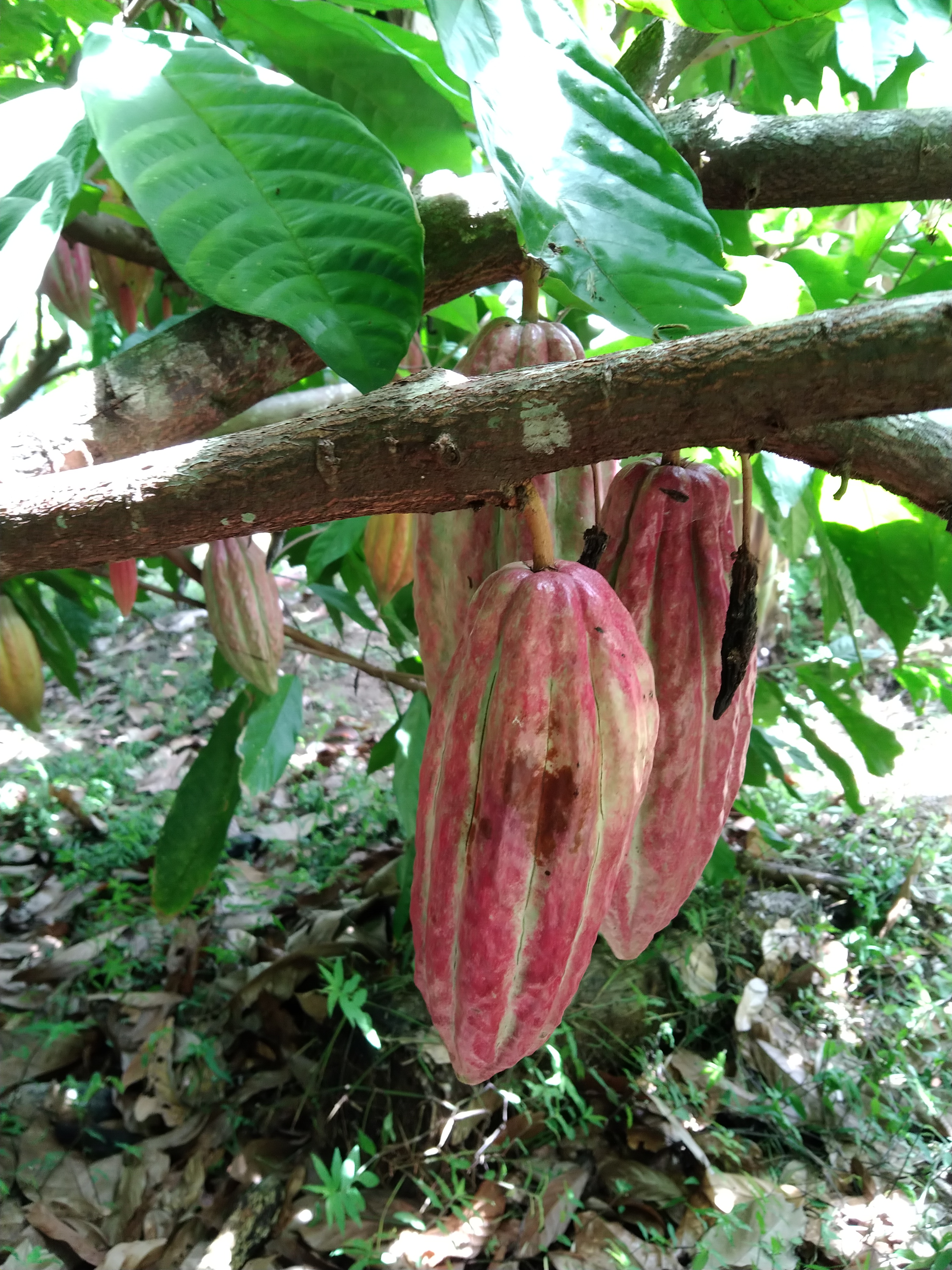 Cocoa Disease Object Detection Model by Wolcan S