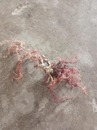 How to Use the Penyakit Rumput laut Object Detection API