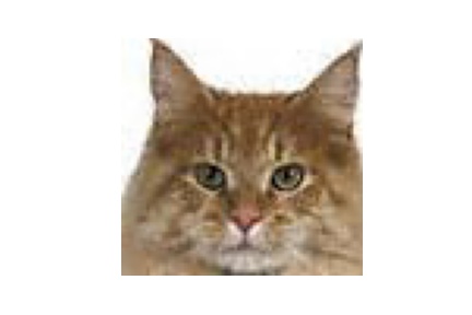 Cats Classification Dataset by Cats