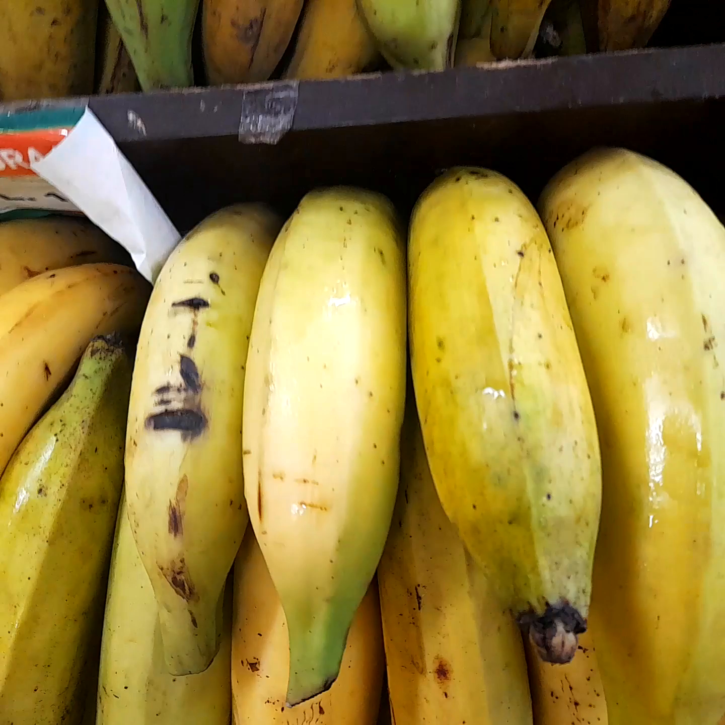 Banana Detection Sv3 4 Object Detection Dataset And Pre Trained Model