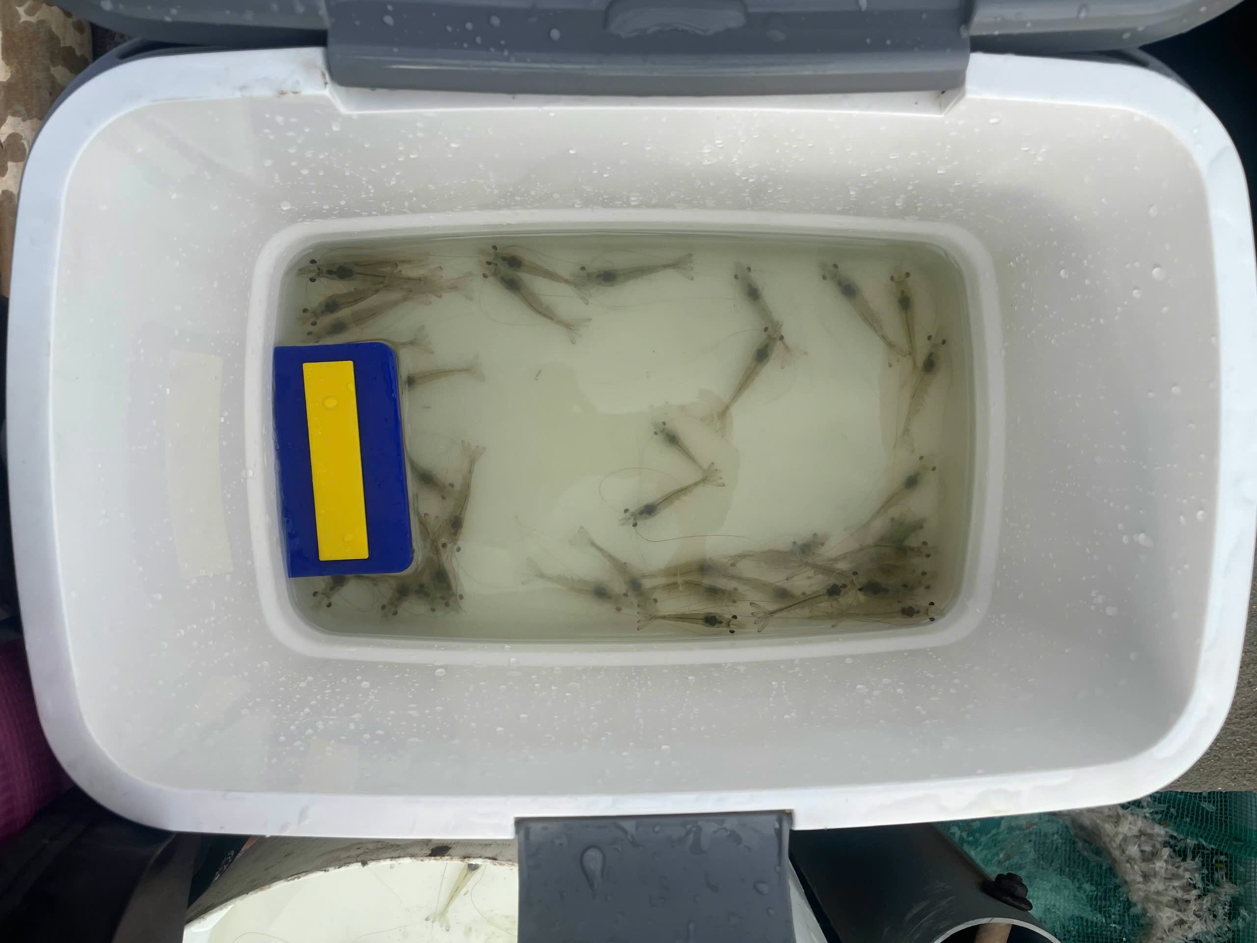 Shrimp_Ruller Instance Segmentation Model by TEPBACEX1