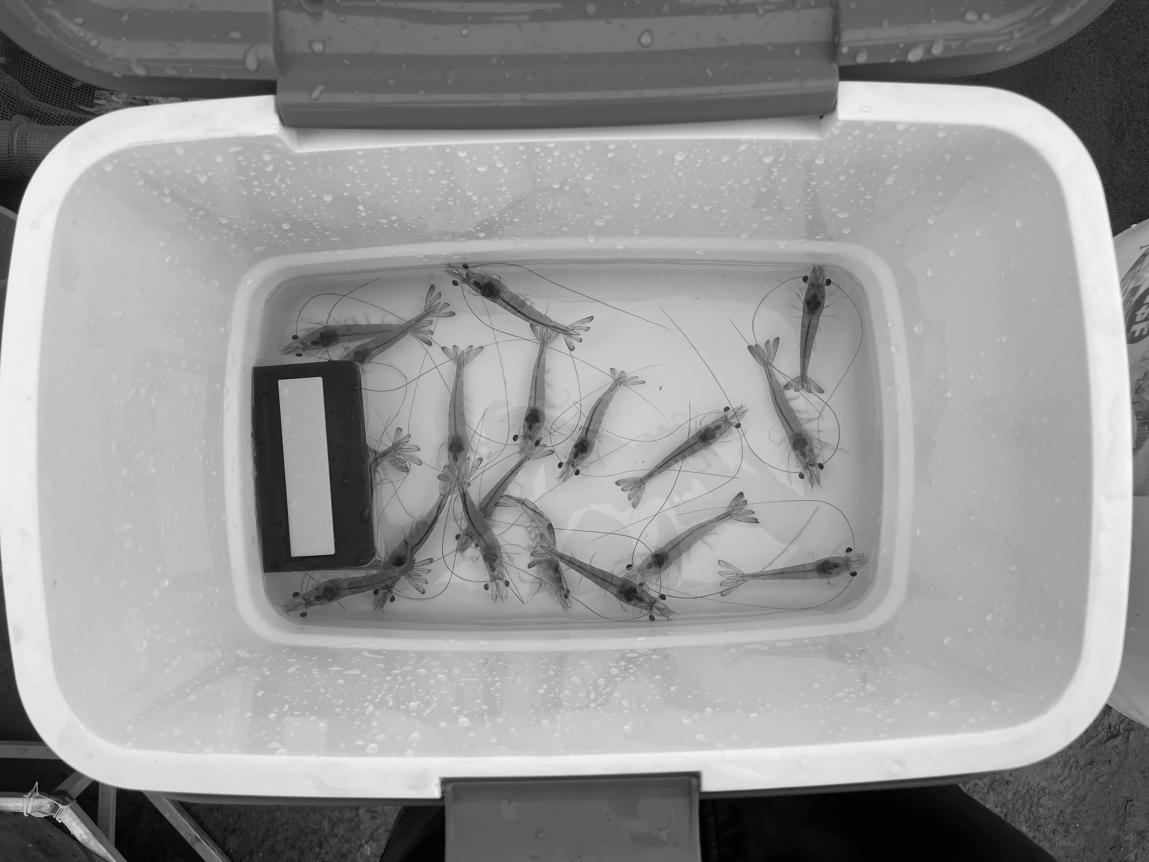 How to Use the TB_AI_V1 Instance Segmentation API