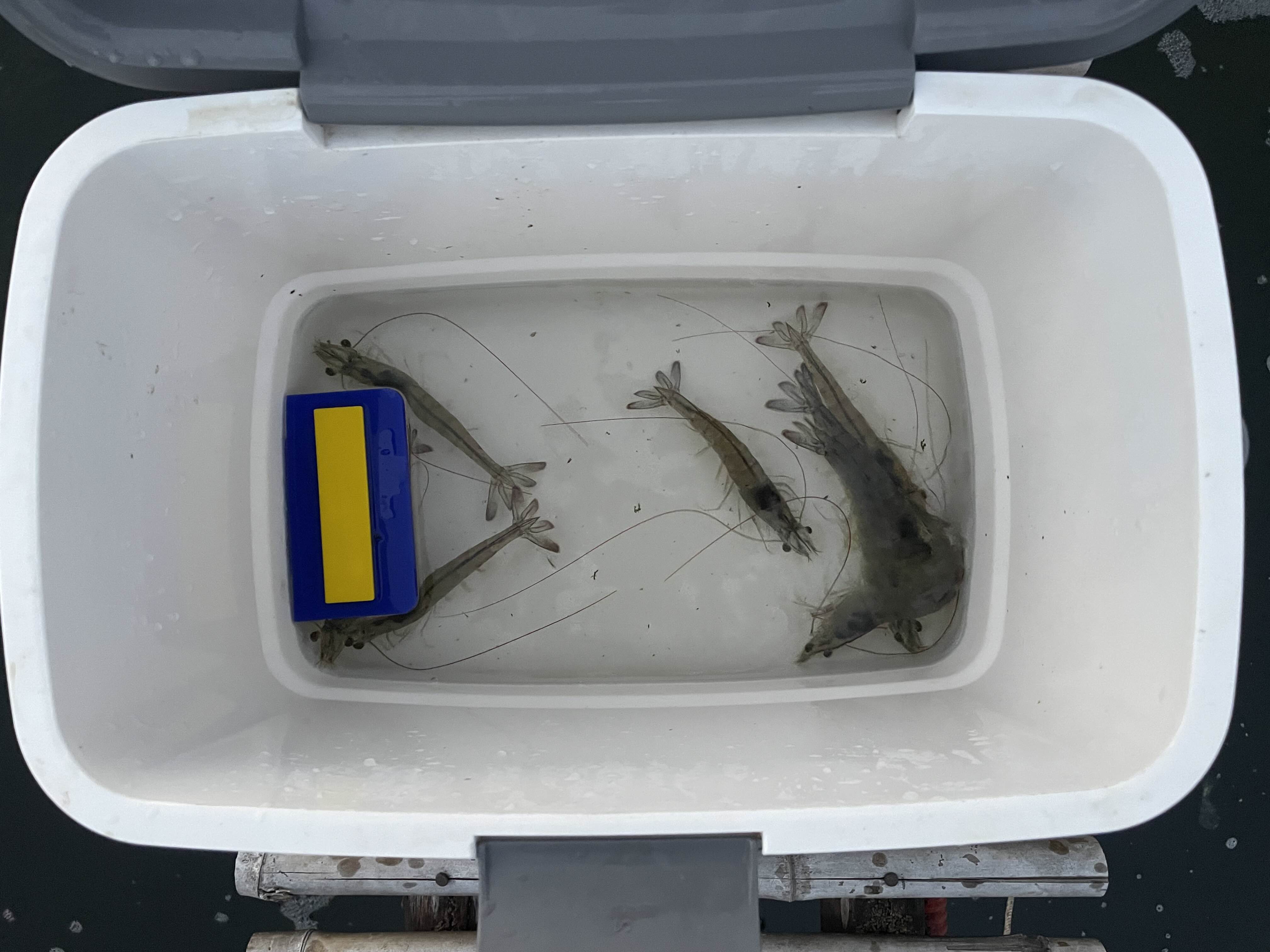 TB_AI_V1 Instance Segmentation Model by TEPBACEX1