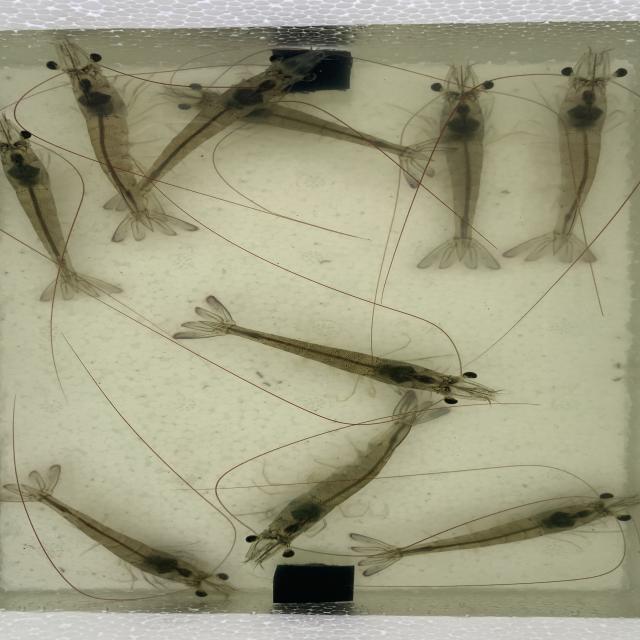 Shrimp_Ruller Instance Segmentation Dataset by TEPBACEX1