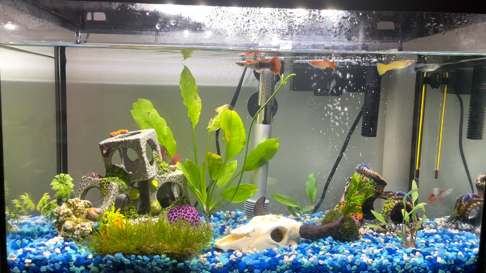 Fish (fish-9o0wm) - Roboflow Universe