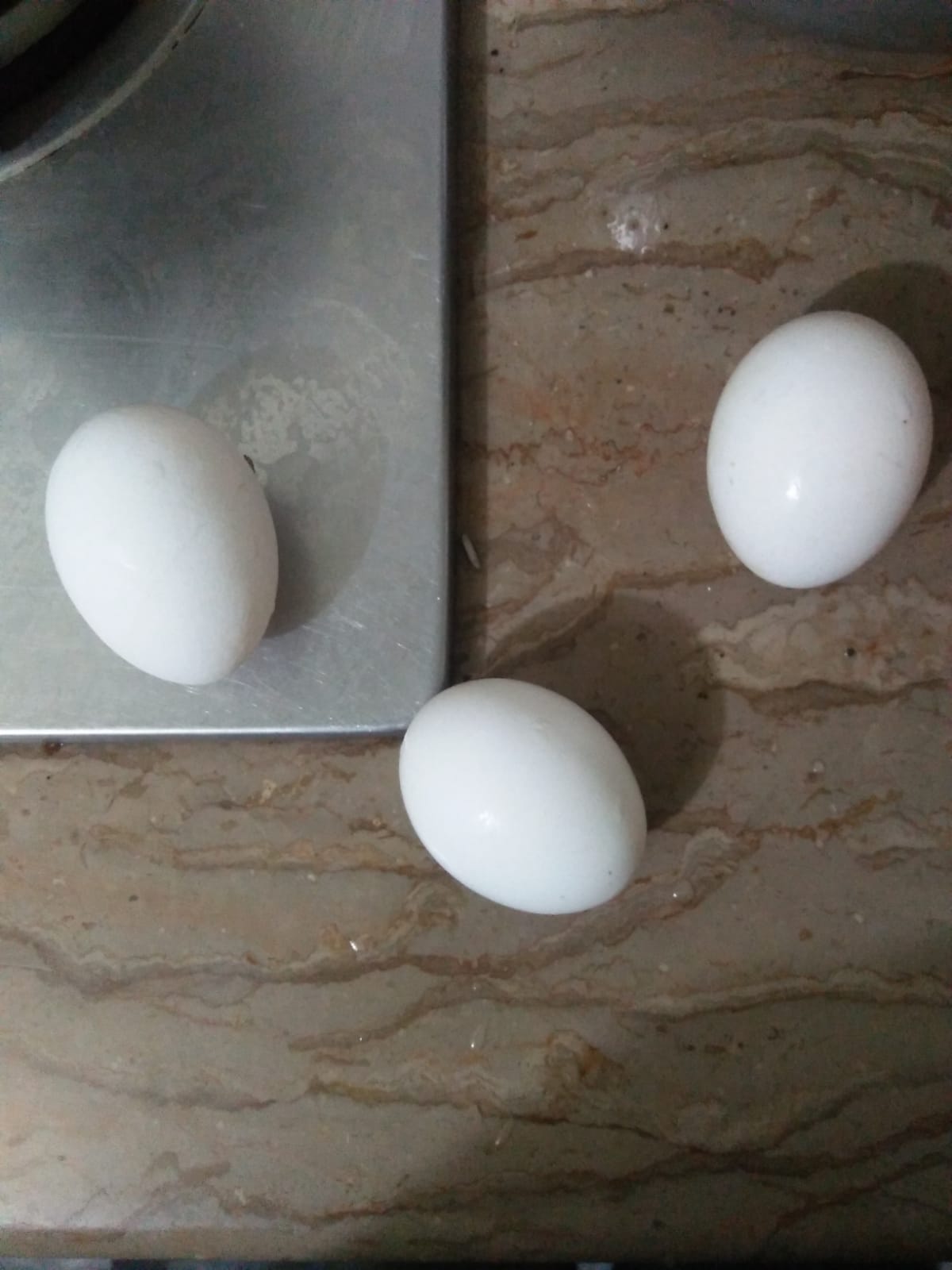 Egg Detection Object Detection Dataset And Pre Trained Model By Smart Gripper