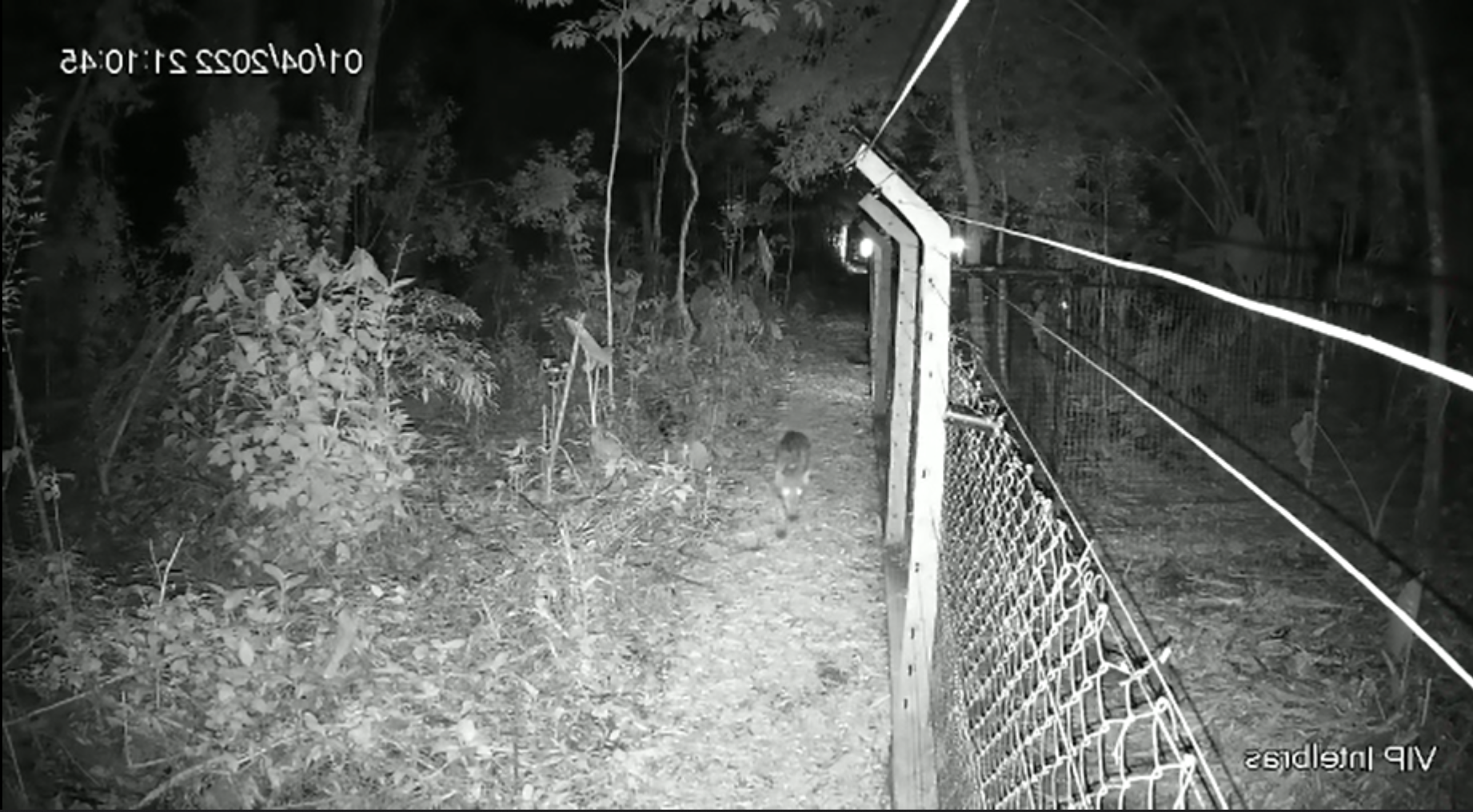 Person Jaguar Dataset Object Detection Dataset By Thiago Piovesan