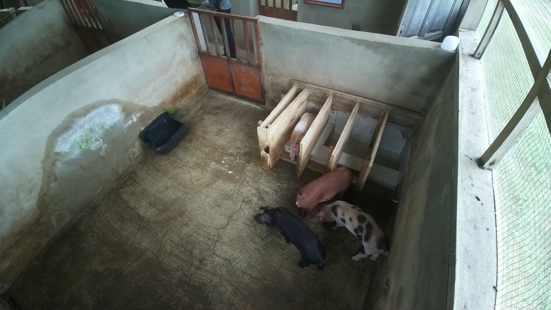 pig-detection-kaimq-a8ret-abpd Object Detection Dataset by Roboflow 100-VL