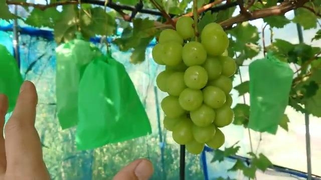 grapes-5-fzajg-zfi5c-uzov Object Detection Dataset by Roboflow 100-VL