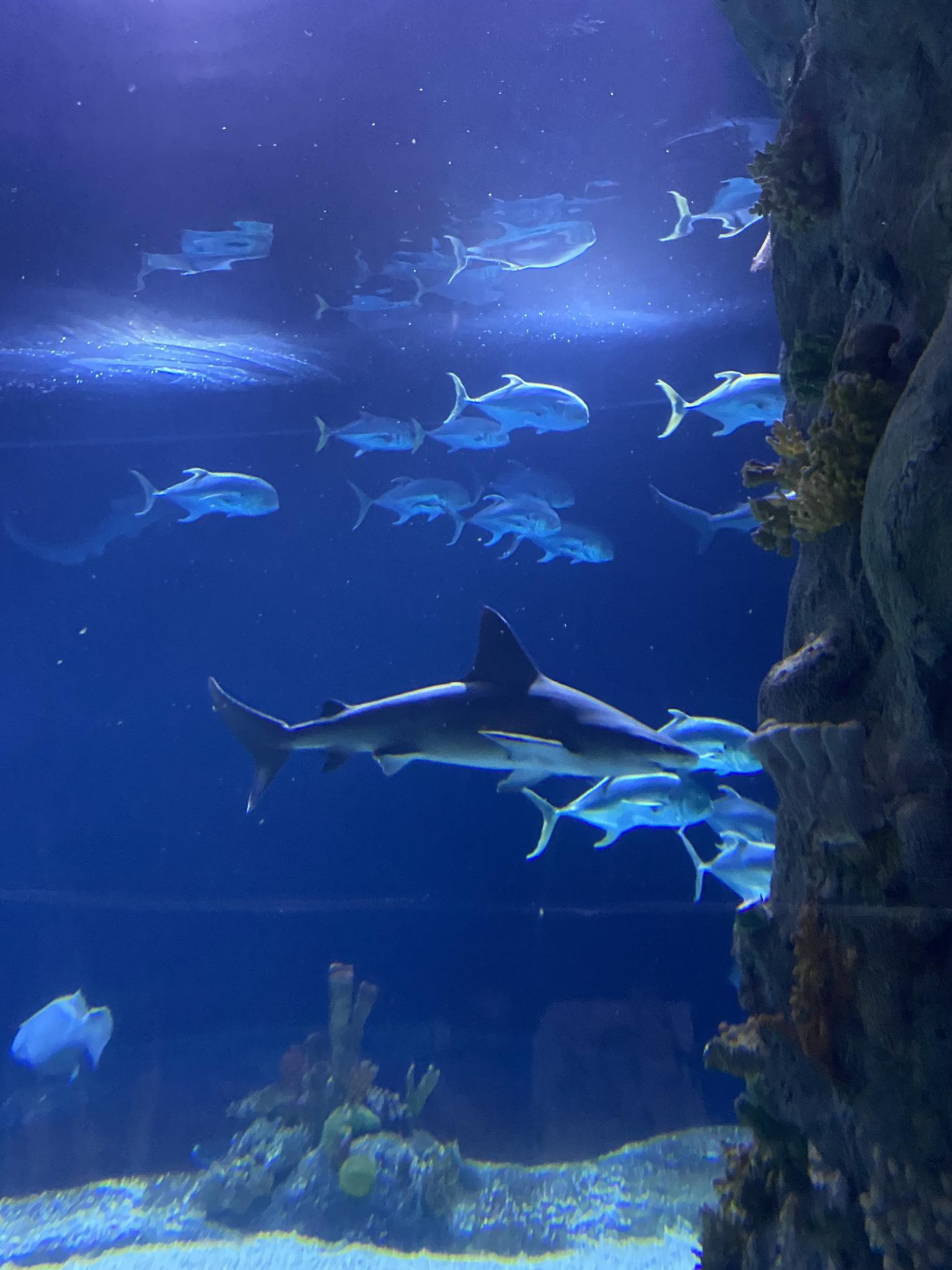aquarium-combined-gjvb Object Detection Dataset by Roboflow 100-VL
